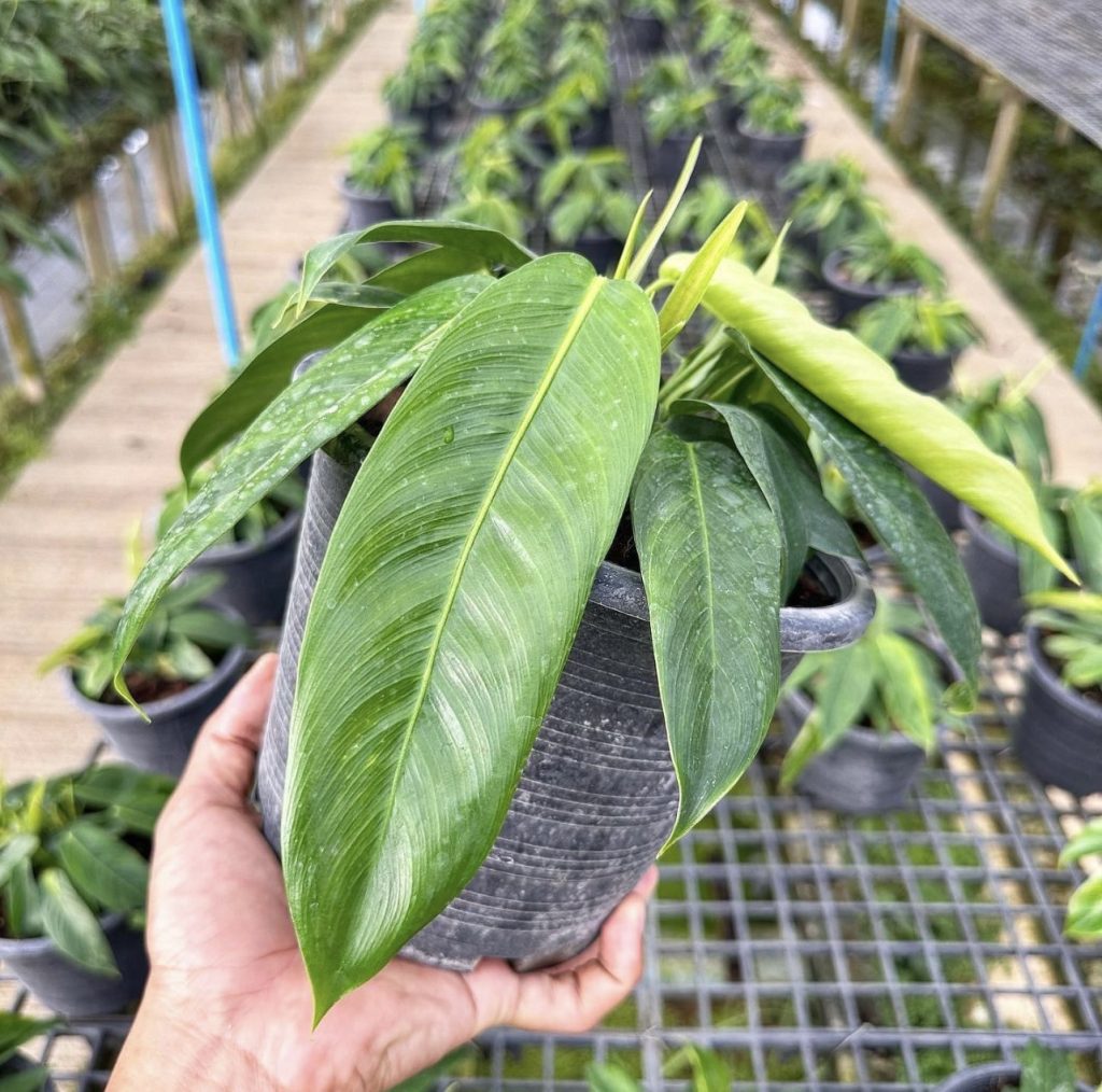 Philodendron Patriciae 6" Pot | Rare Aroid | Greenboog
