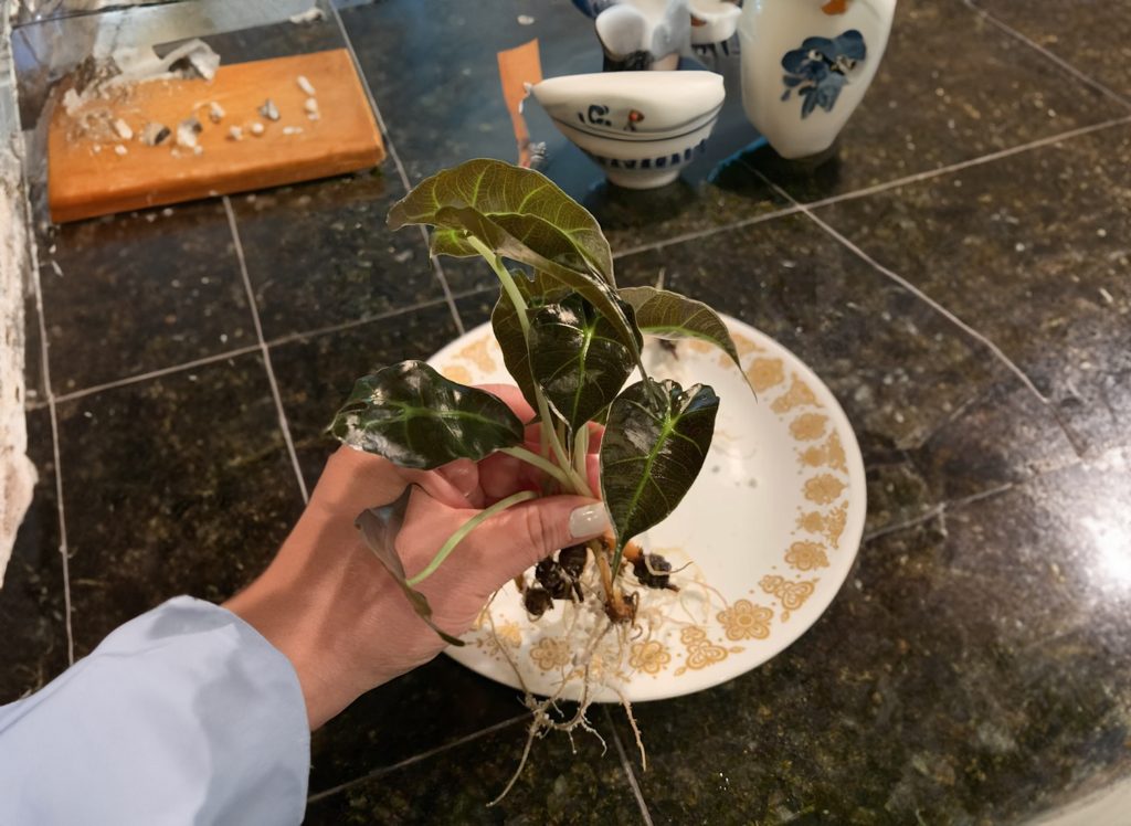 5 Steps to Propagate Alocasias: Grow Elephant Ears for Free!