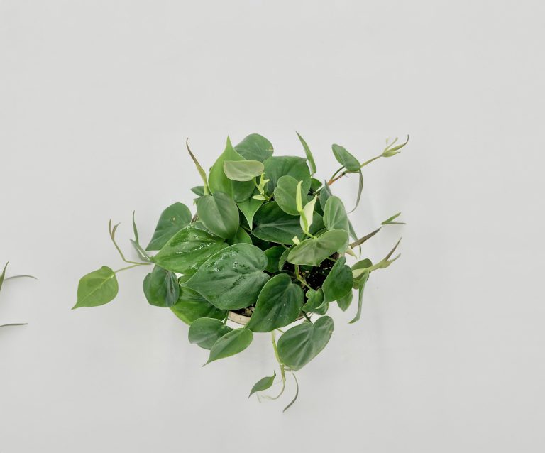 Transform Your Space with These 5 Stunning Philodendron Types