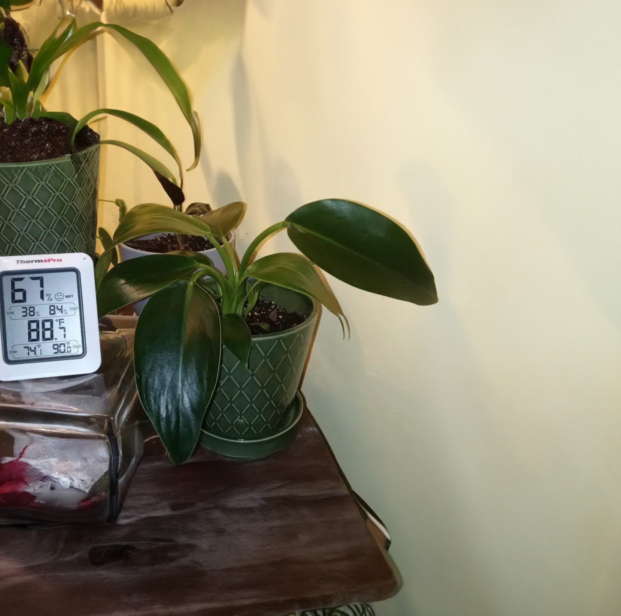 Grow Healthy Philodendrons at Home: Top 5 Care Secrets Revealed