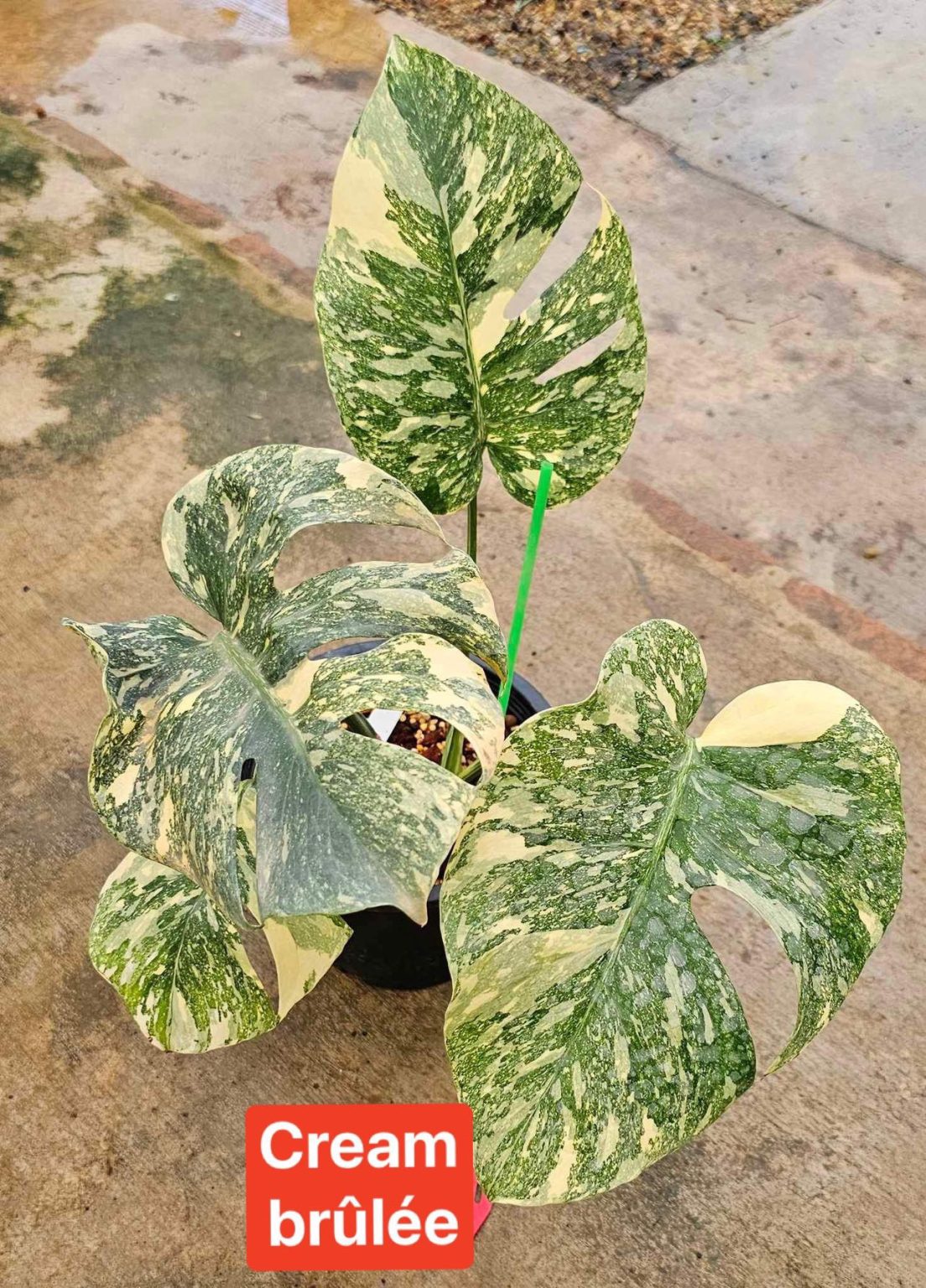 Thai Monstera Constellation: 7 Variations and Their Price Insights