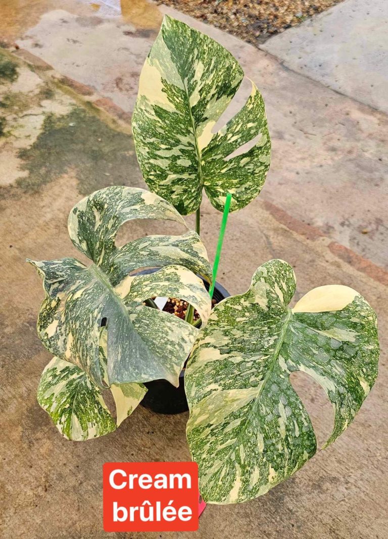 Thai Monstera Constellation: 7 Variations and Their Price Insights