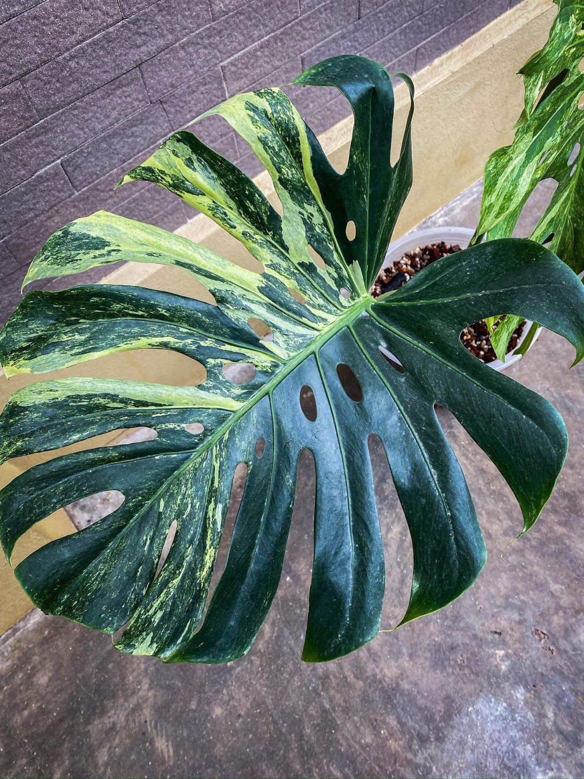 Rare Monstera Deliciosa Mint Variegated Limited from Thailand on Sale