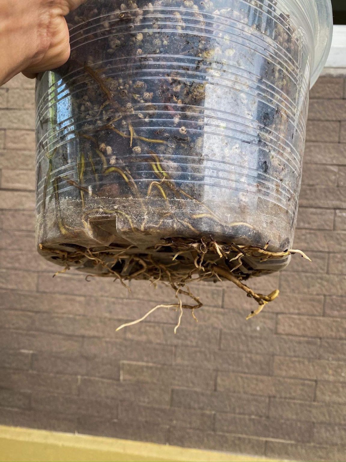 Rare Monstera Deliciosa Mint Variegated Limited from Thailand on Sale