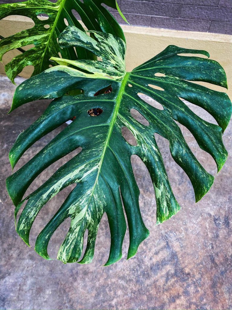 Rare Monstera Deliciosa Mint Variegated Limited from Thailand on Sale