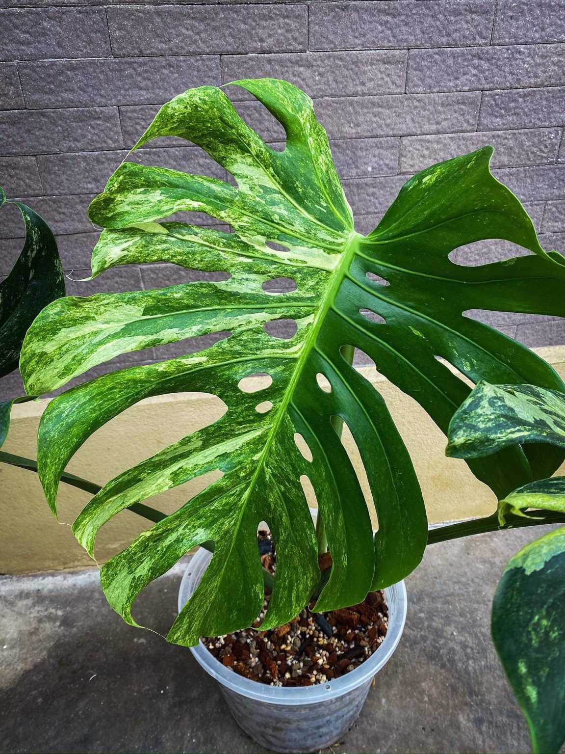 Rare Monstera Deliciosa Mint Variegated Limited from Thailand on Sale