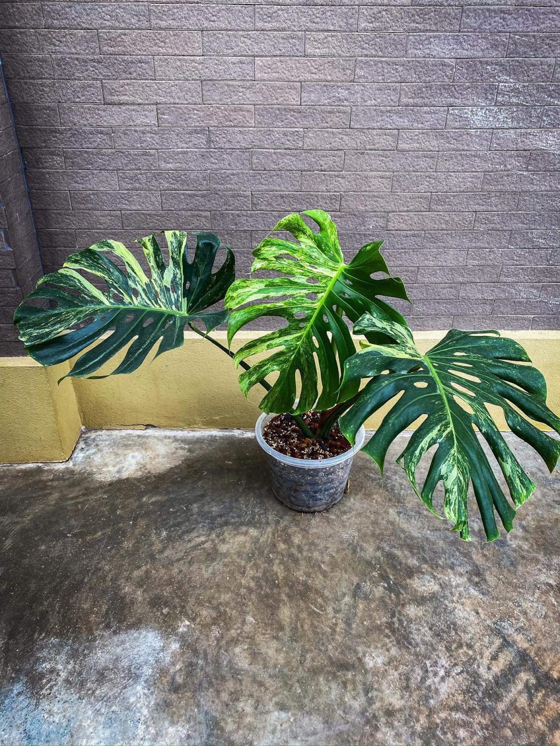 Rare Monstera Deliciosa Mint Variegated Limited from Thailand on Sale