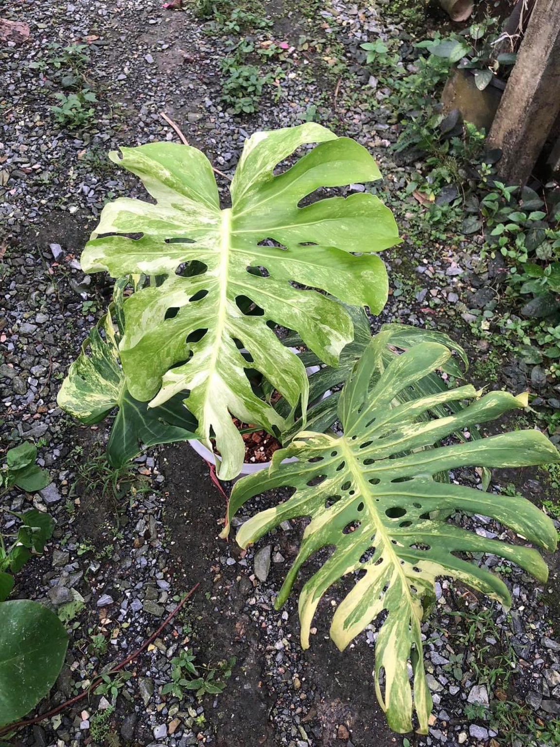 Rare Monstera Deliciosa Mint Variegated Limited from Thailand on Sale