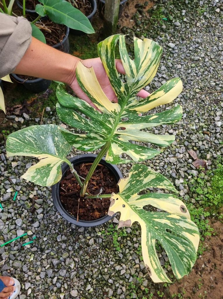 5 Surprising Benefits of Monstera Thai Constellation!