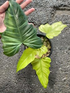 Philodendron Golden Dragon Mint 4" Pot | Rare Philodendron | Greenboog