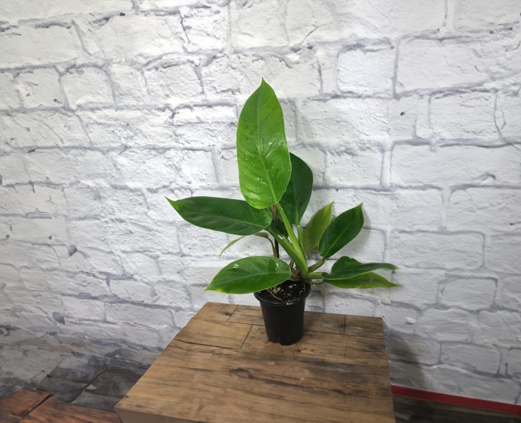 9 Must-See Philodendron Species: A Guide to Their Unique Characteristics
