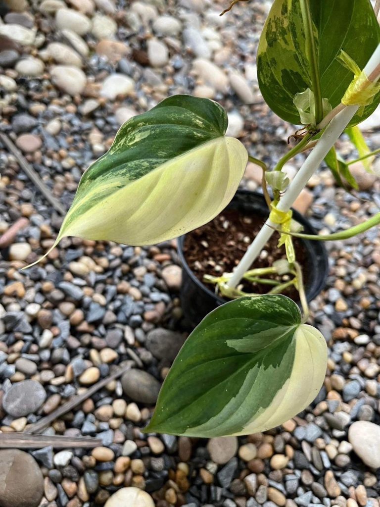 Philodendron Micans Variegated 4" Pot | Rare Philodendron | Greenboog