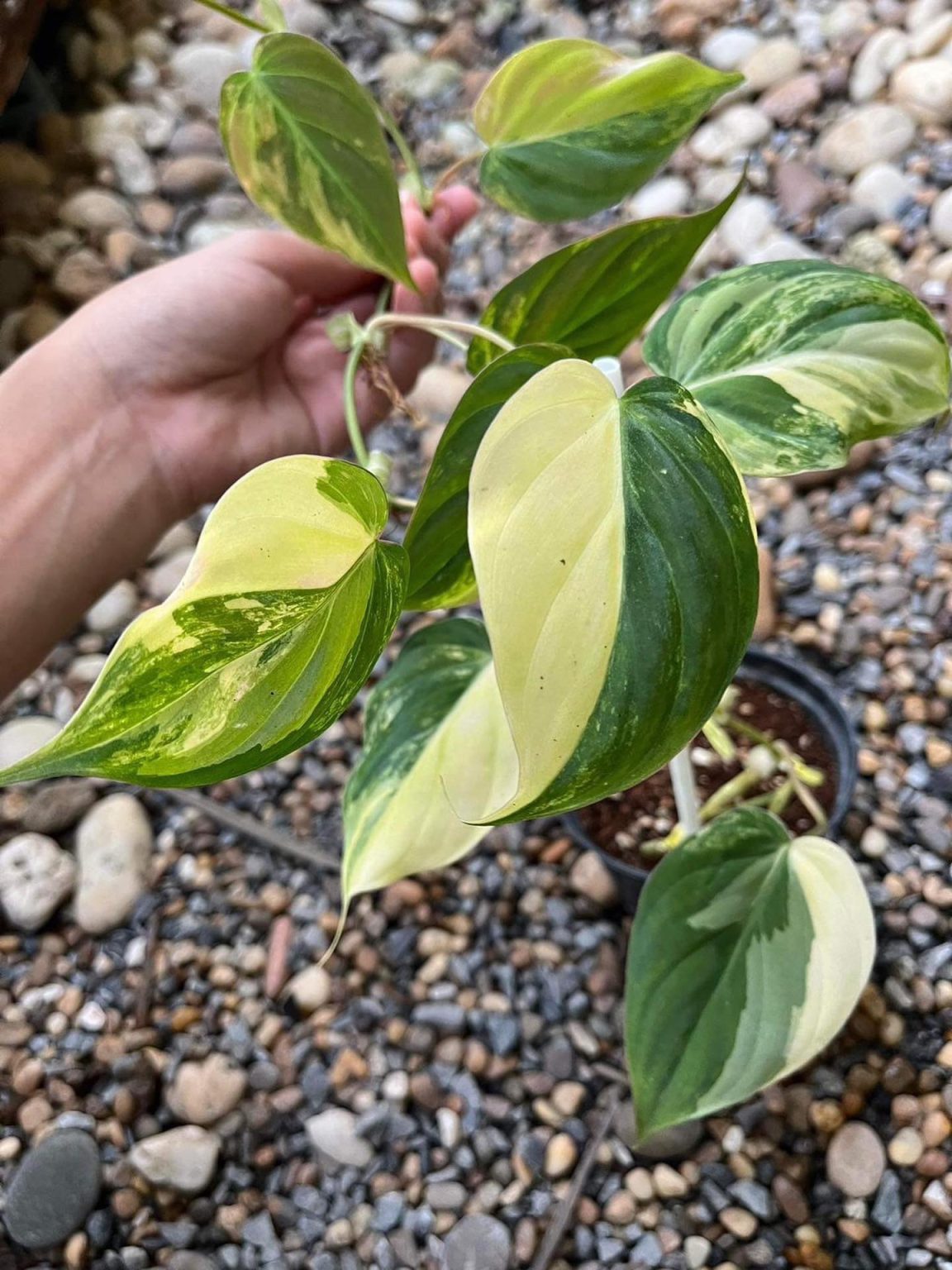 Philodendron Micans Variegated 4" Pot | Rare Philodendron | Greenboog