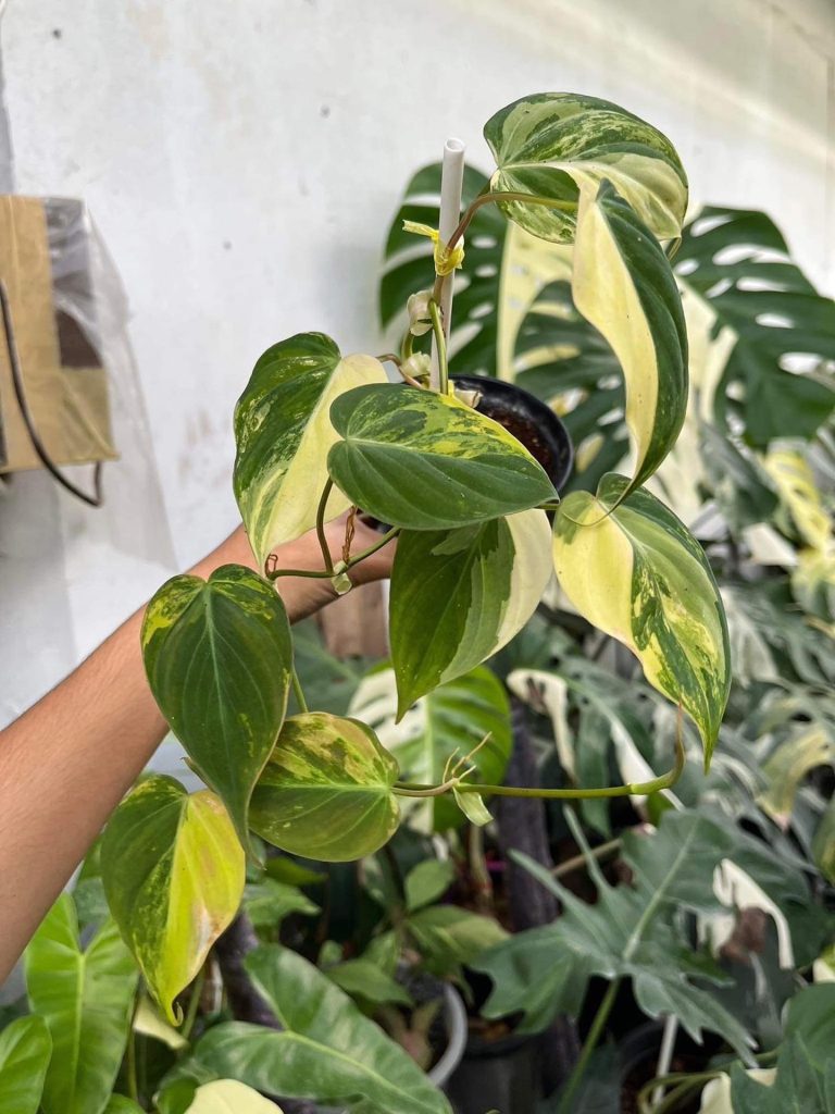 Philodendron Micans Variegated 4" Pot | Rare Philodendron | Greenboog