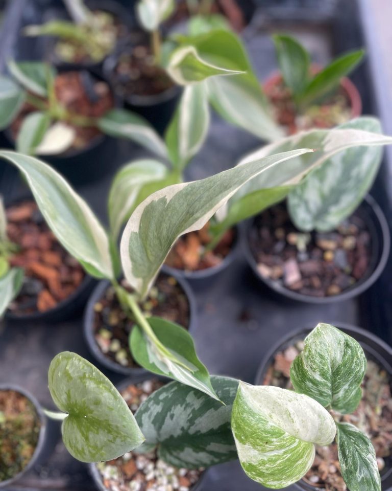 Philodendron Rio Variegated 4" Pot (3-4 Leaves) | Greenboog