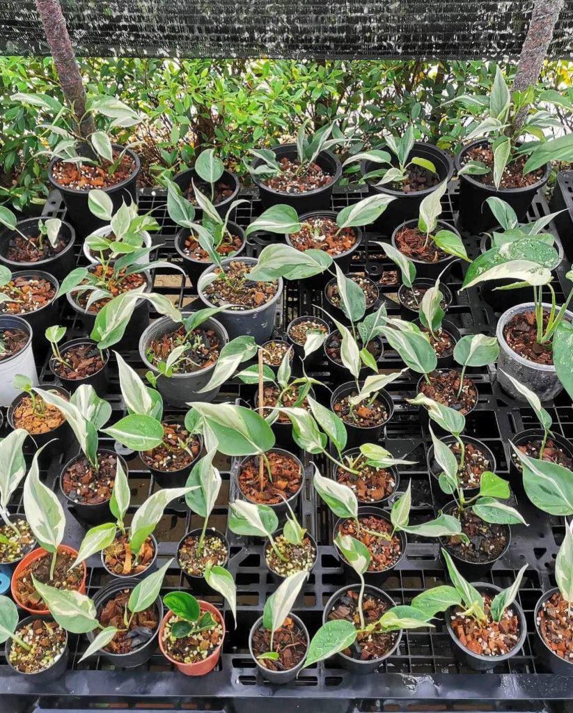 Philodendron Rio Variegated 4" Pot (3-4 Leaves) | Greenboog