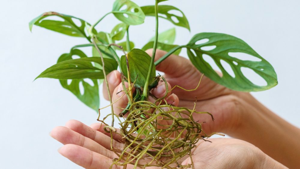 5 Steps to Multiply Your Monstera: Propagation Secrets Revealed!