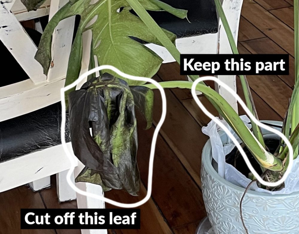5 Crucial Steps to Revive Your Monstera Plant: A Must-Read Guide