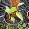 The 5 Most Common Scindapsus Varieties You Might Not Know About
