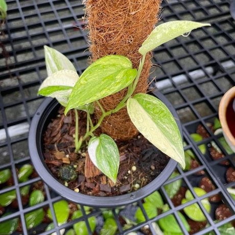 The 5 Most Common Scindapsus Varieties You Might Not Know About