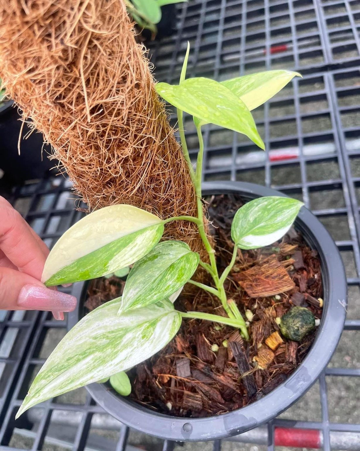 How to Grow Scindapsus hederaceus blue aurea in 5 Easy Steps