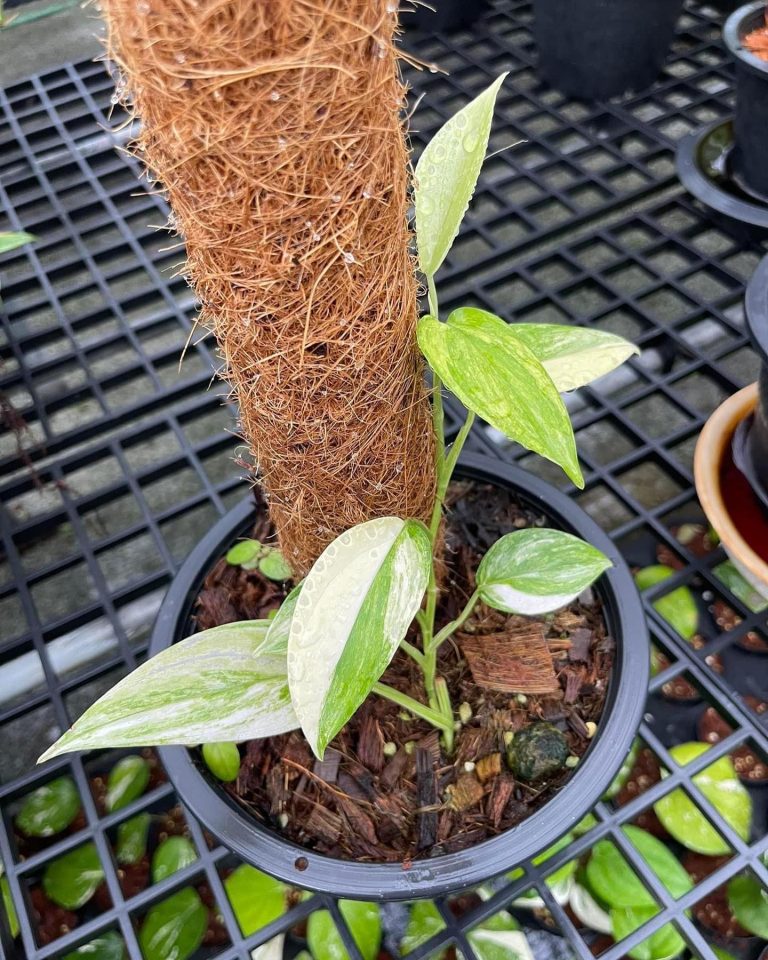 Scindapsus Hederaceus Blue Aurea (Blue Pothos) | 4" Pot | Greenboog