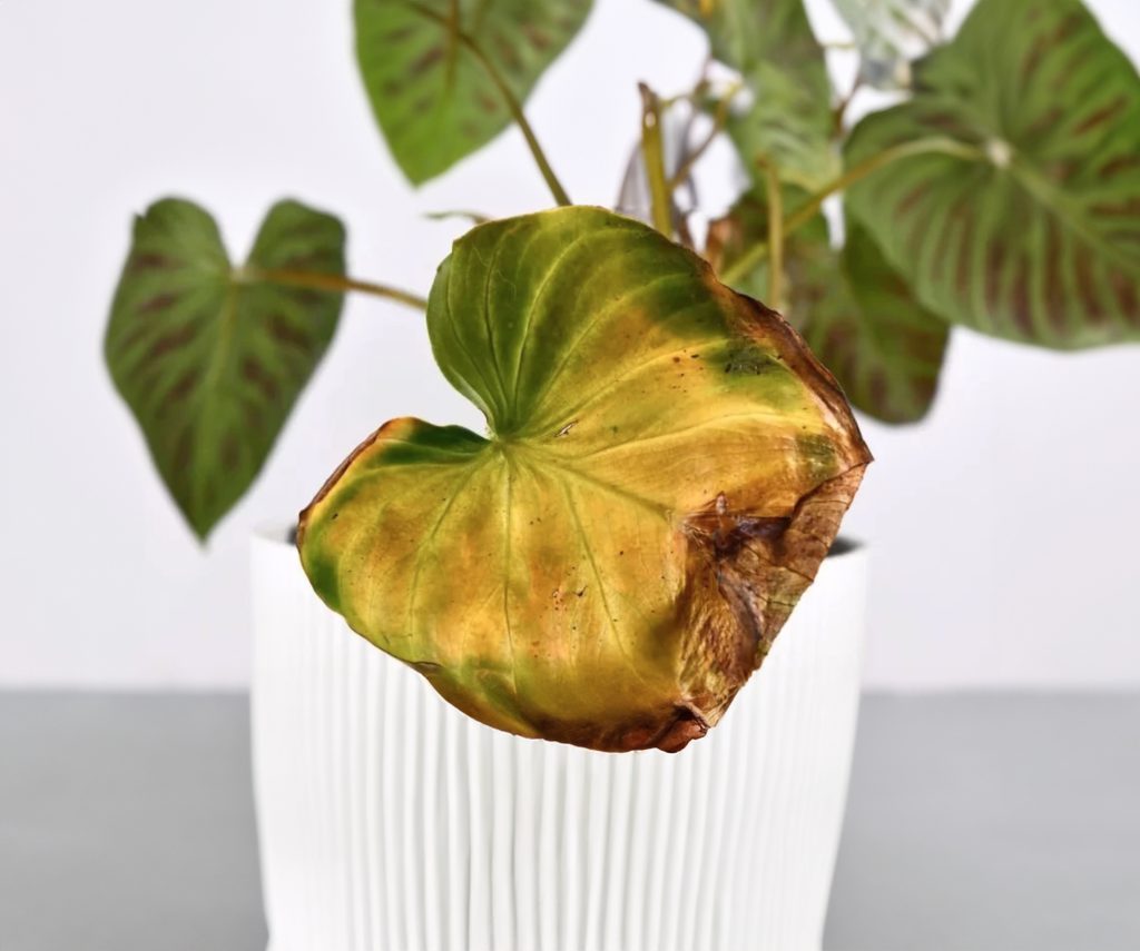 Grow Healthy Philodendrons at Home: Top 5 Care Secrets Revealed