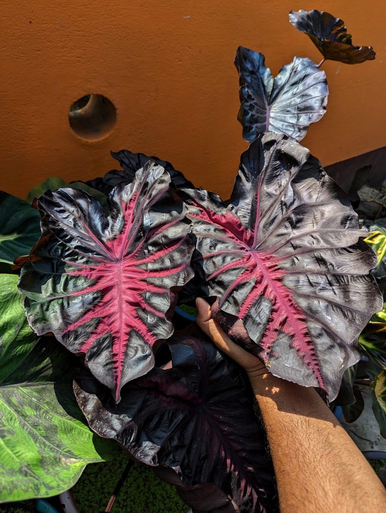 Colocasia Redemption Cutting (3-4 Leaves) | 6" Pot | Greenboog