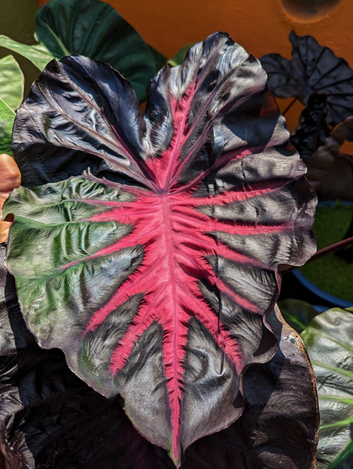 Colocasia Redemption Cutting (3-4 Leaves) | 6" Pot | Greenboog