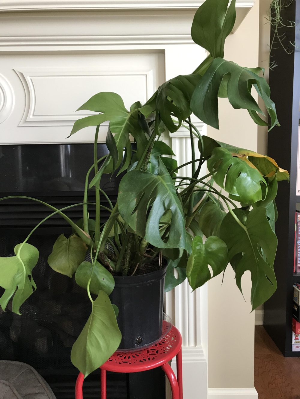 Save Your Dying Monstera: 5 Expert Tricks for Lush Growth