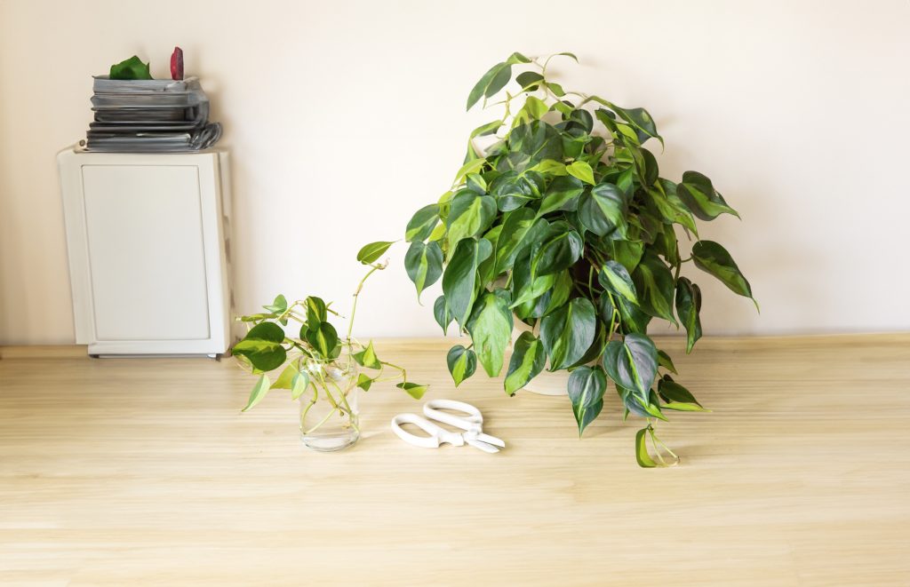 5 Easy Steps to Propagate Philodendrons: Expand Your Indoor Jungle