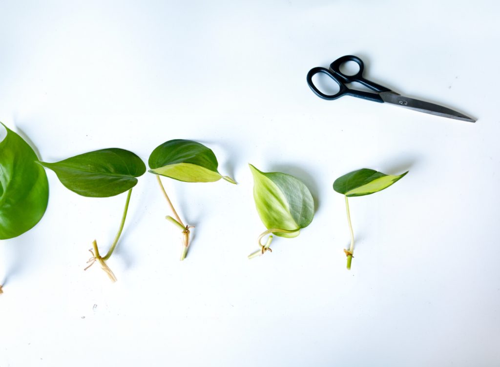 5 Easy Steps to Propagate Philodendrons: Expand Your Indoor Jungle