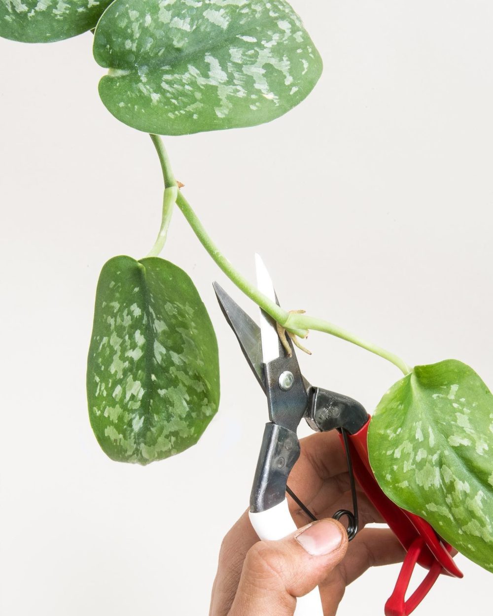 Scindapsus Breeding Technique in 5 Simple Steps