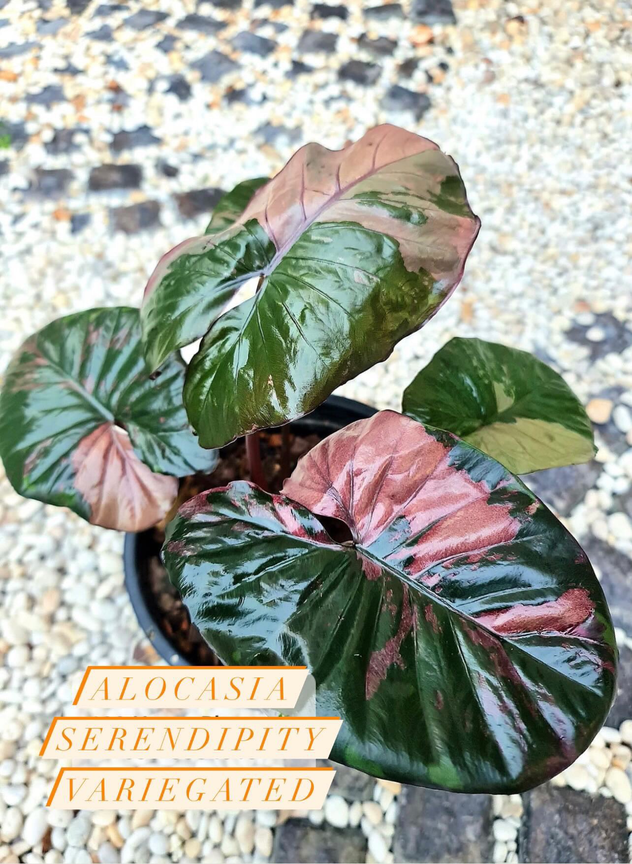 Unlock Variegation Secrets What Makes Plants Unique 