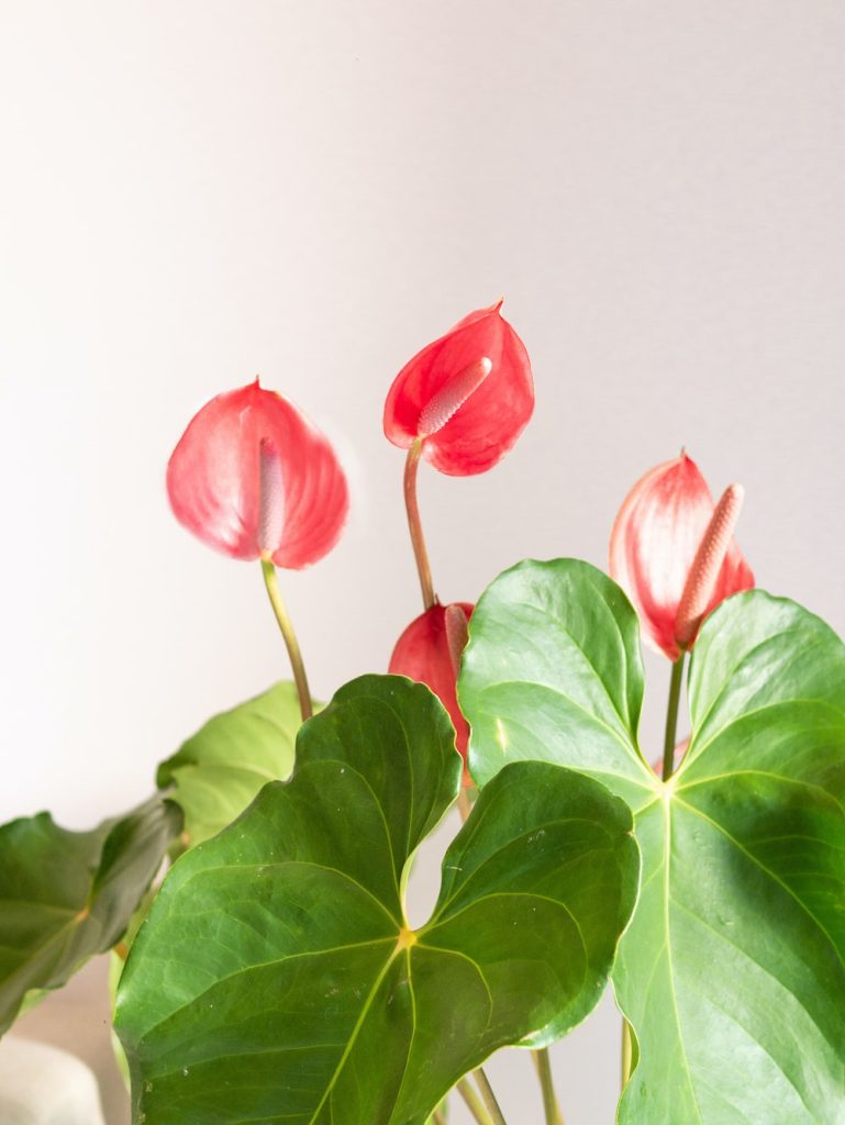Discover Unique Araceae Traits - Explore Plant Diversity!