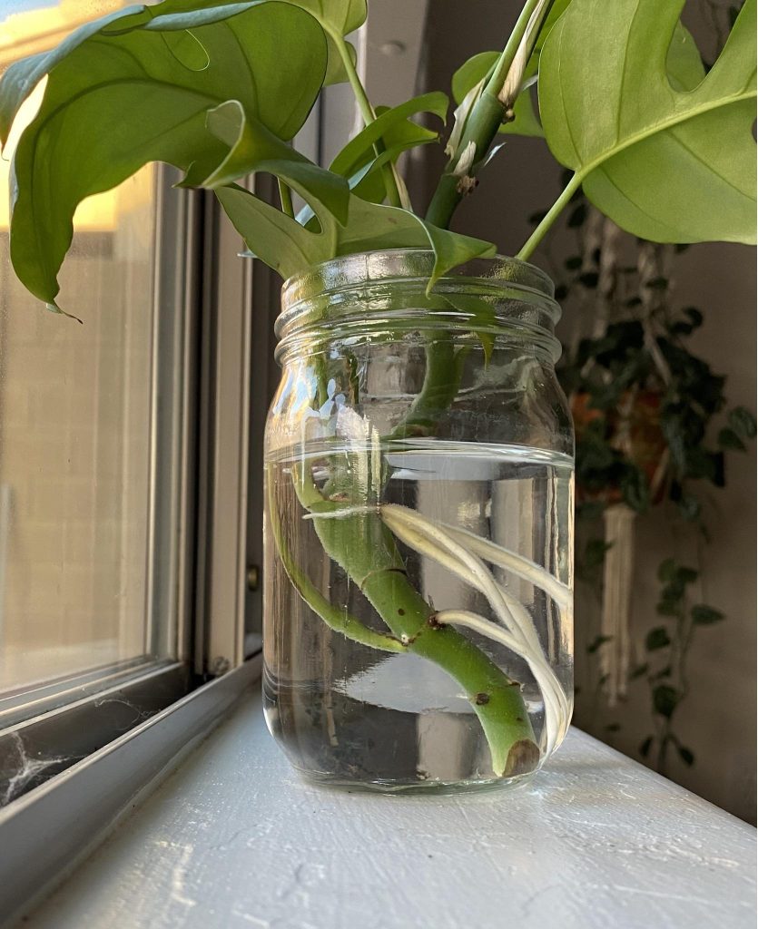 Technique for propagating rhaphidophora plants in 5 simple steps