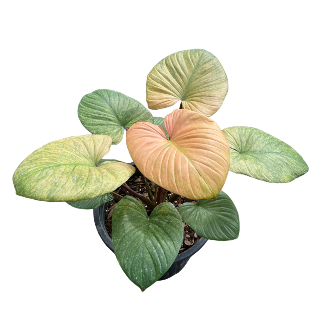 Homalomena Plants for Sale: Rare & Unique Varieties | Greenboog