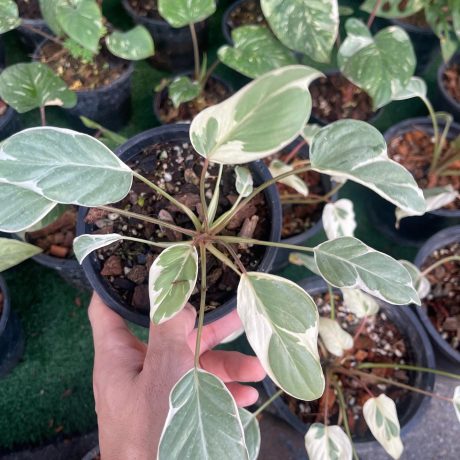 Discover 5 Stunning Homalomena Varieties for Your Home