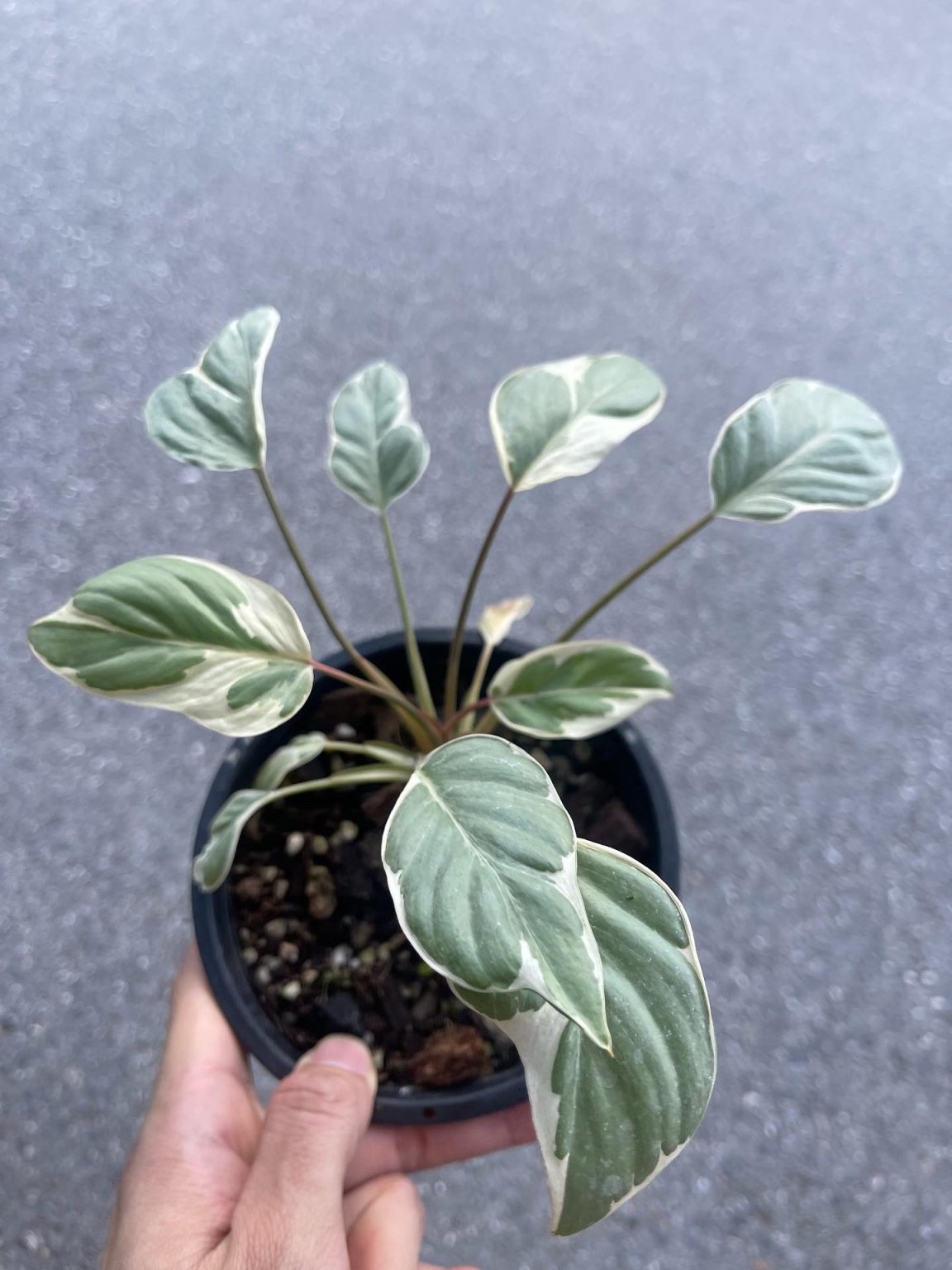 Unlocking the Secret to Thriving Homalomena: Watering Tips