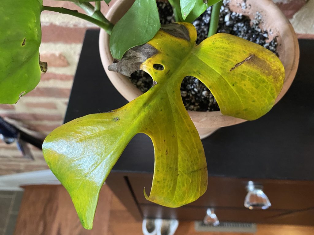 5 Common Reasons Why Your Rhaphidophora Leaves Are Turning Yellow