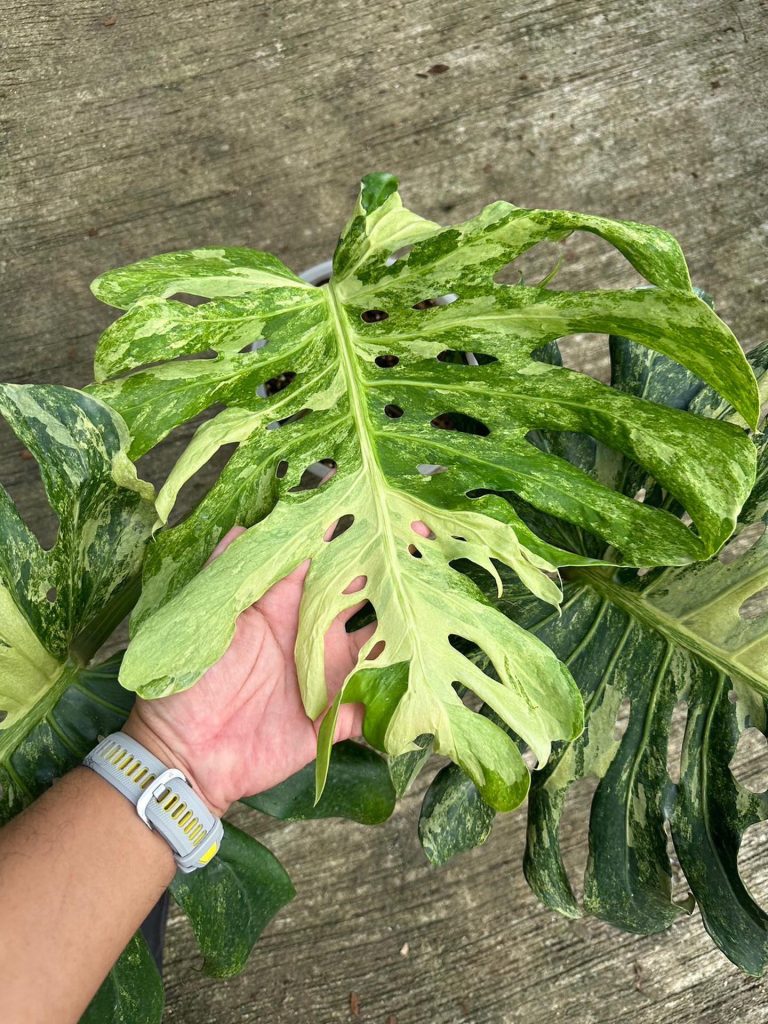 Monstera Deliciosa Ocean Mint Variegated Contorta MDO1- Greenboog