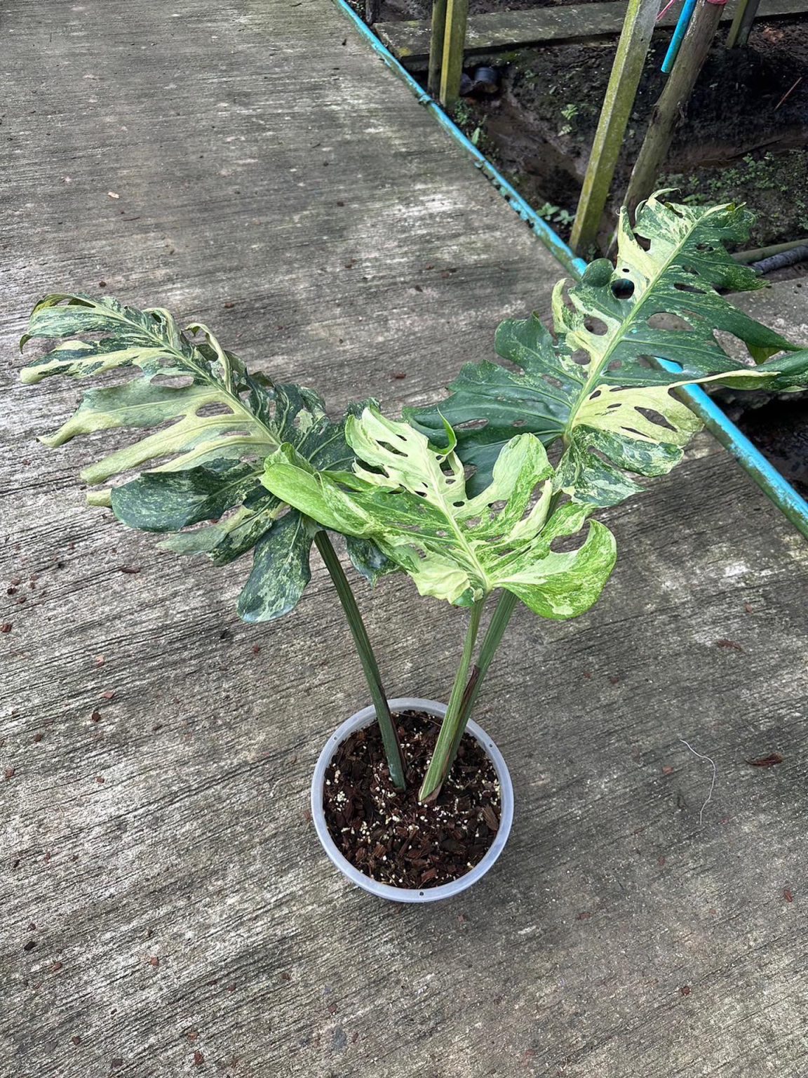 Monstera Deliciosa Ocean Mint Variegated Contorta MDO1- Greenboog