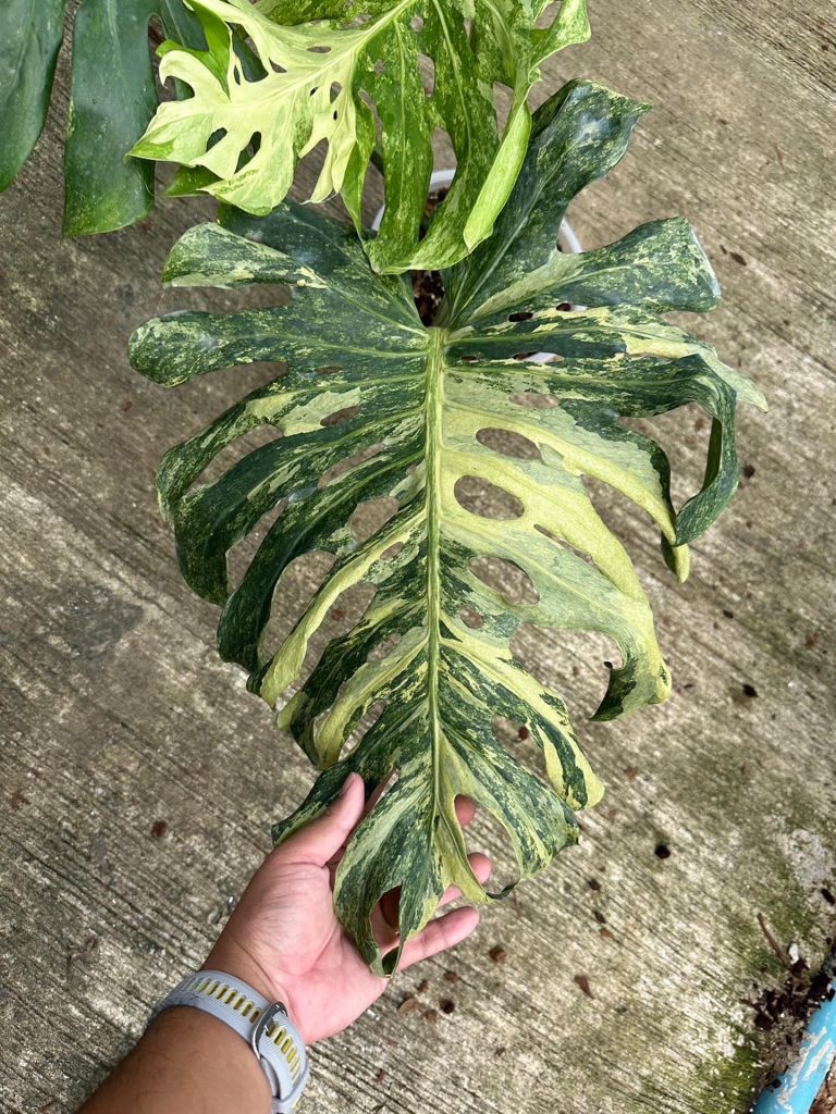 Monstera Deliciosa Ocean Mint Variegated Contorta MDO1- Greenboog