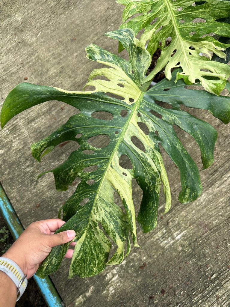 Monstera Deliciosa Ocean Mint Variegated Contorta MDO1- Greenboog