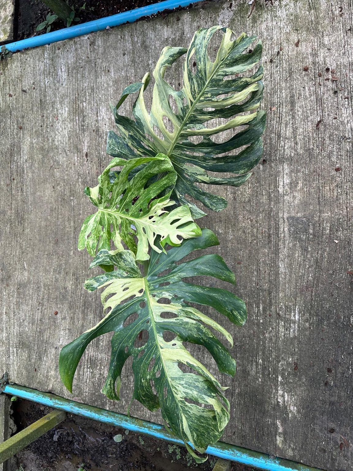 Monstera Deliciosa Ocean Mint Variegated Contorta MDO1- Greenboog