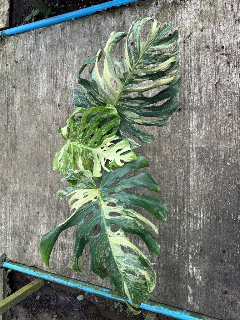 Monstera Deliciosa Ocean Mint Variegated Contorta MDO1- Greenboog