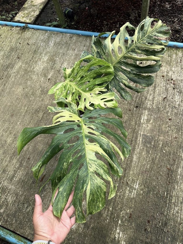 Monstera Deliciosa Ocean Mint Variegated Contorta MDO1- Greenboog