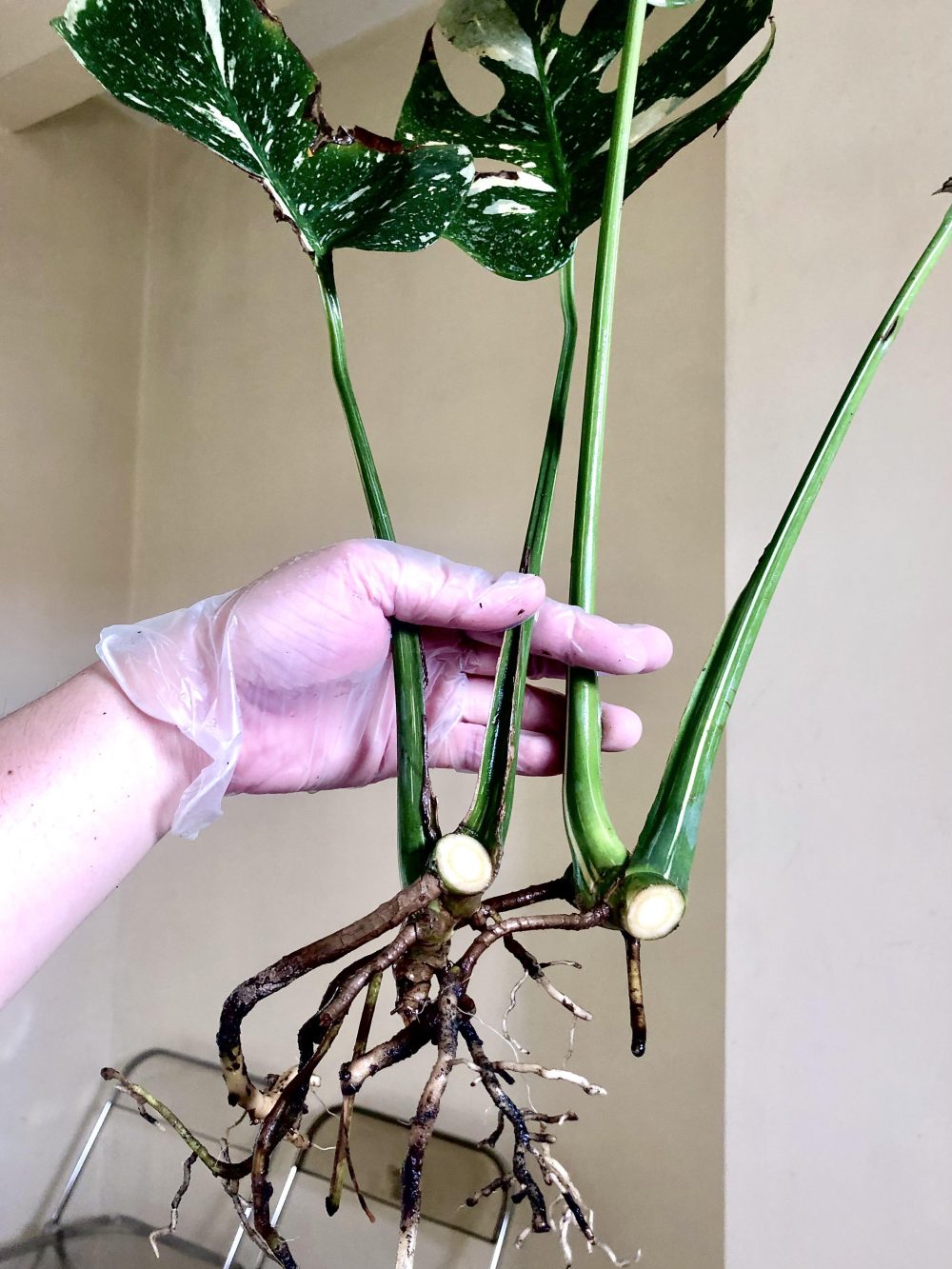 Monstera Thai Constellation Propagation Technique in 5 Simple Steps