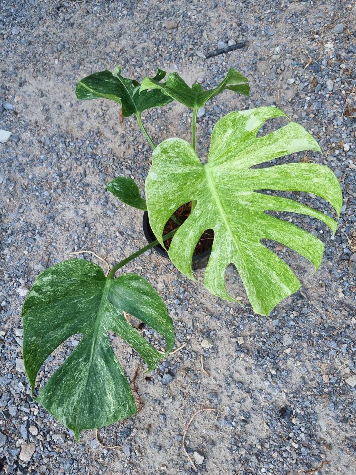 Monstera Thai Platinum Mint Variegated 4" Pot | Rare Variegated Monstera