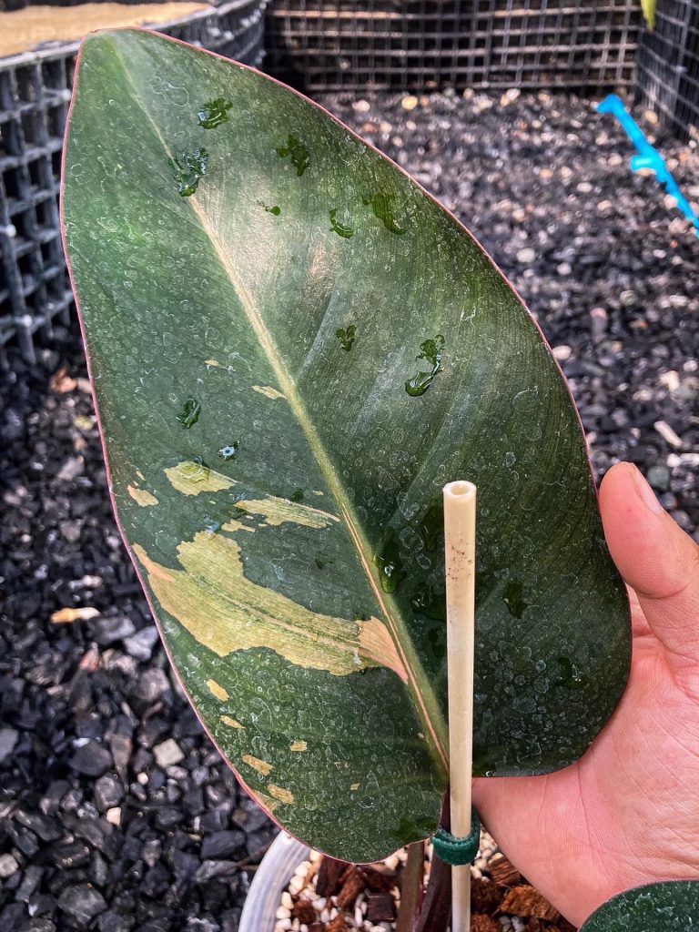 Actual Philodendron Red Congo Variegated RC1 For Sale - Shop Now!